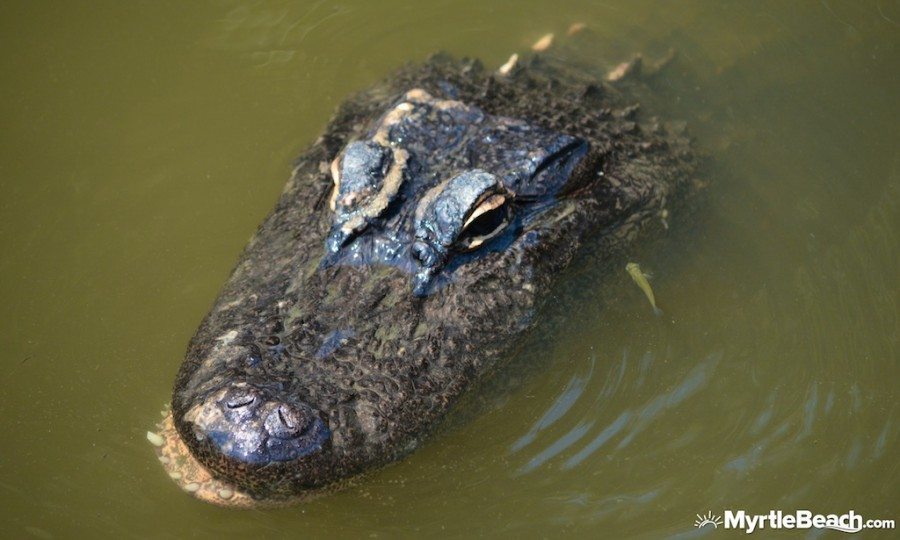 Myrtle Beach Photos - Alligator Adventure - MyrtleBeach.com