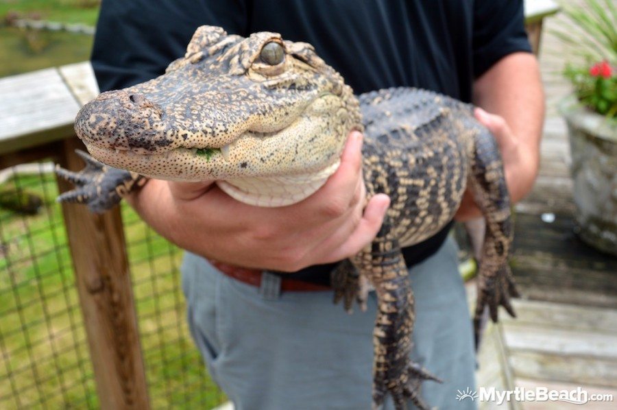 Myrtle Beach Photos - Alligator Adventure - MyrtleBeach.com