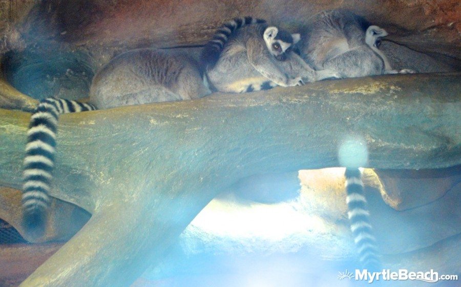 Myrtle Beach Photos - Alligator Adventure - MyrtleBeach.com