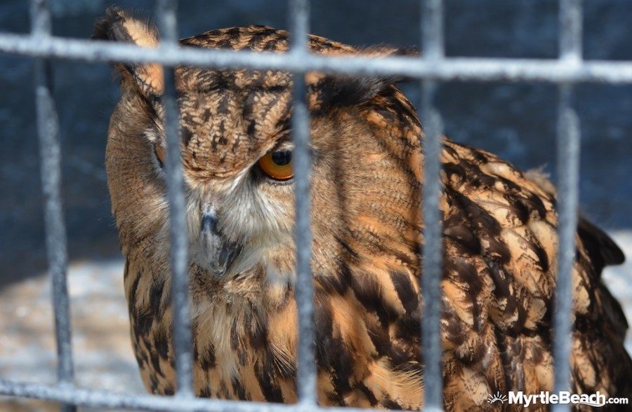 Myrtle Beach Photos - Alligator Adventure - MyrtleBeach.com