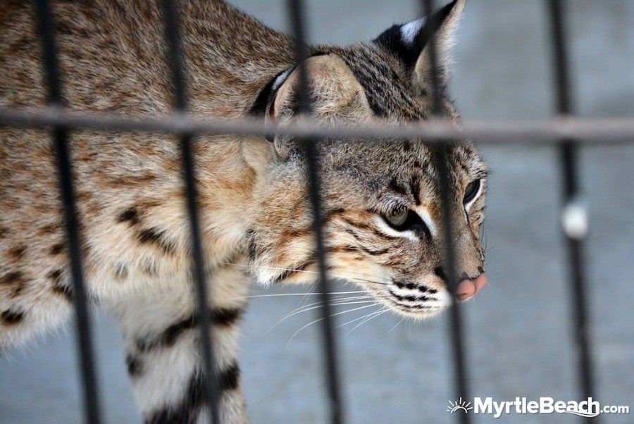 Myrtle Beach Photos - Alligator Adventure - MyrtleBeach.com