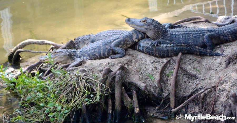 Myrtle Beach Photos - Alligator Adventure - MyrtleBeach.com