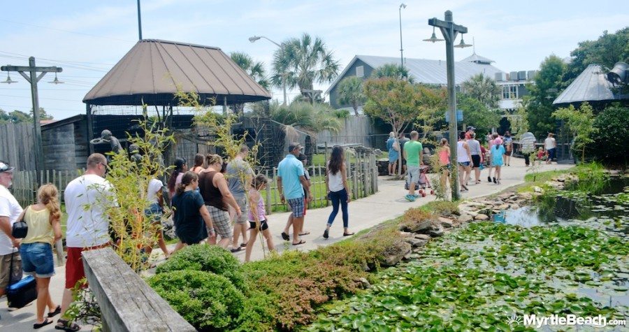 Myrtle Beach Photos - Alligator Adventure - MyrtleBeach.com