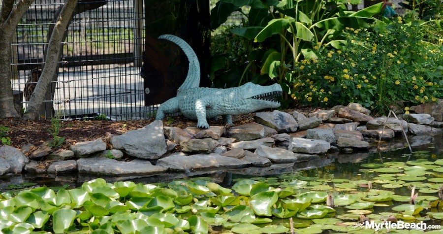 Myrtle Beach Photos - Alligator Adventure - MyrtleBeach.com
