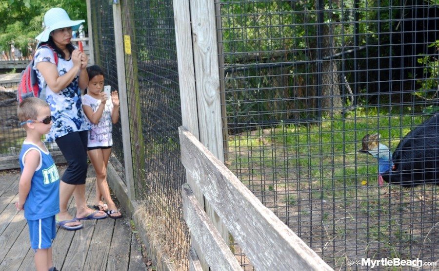 Myrtle Beach Photos - Alligator Adventure - MyrtleBeach.com
