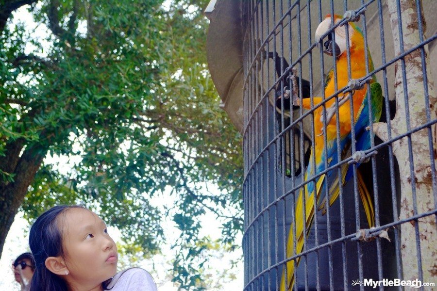 Myrtle Beach Photos - Alligator Adventure - MyrtleBeach.com