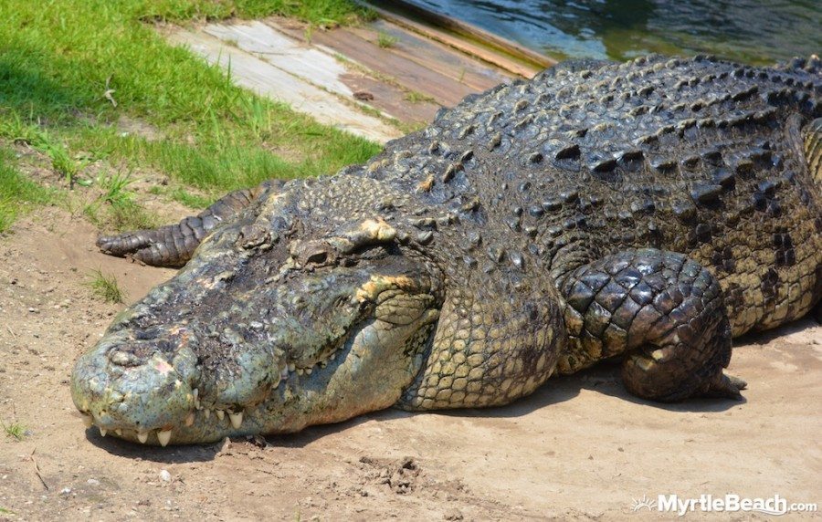 Myrtle Beach Photos - Alligator Adventure - MyrtleBeach.com
