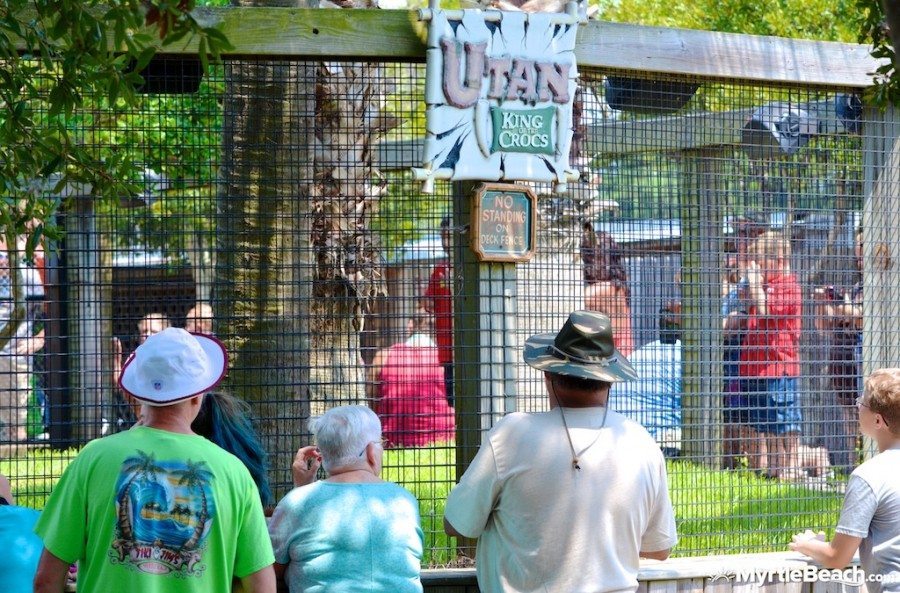 Myrtle Beach Photos - Alligator Adventure - MyrtleBeach.com
