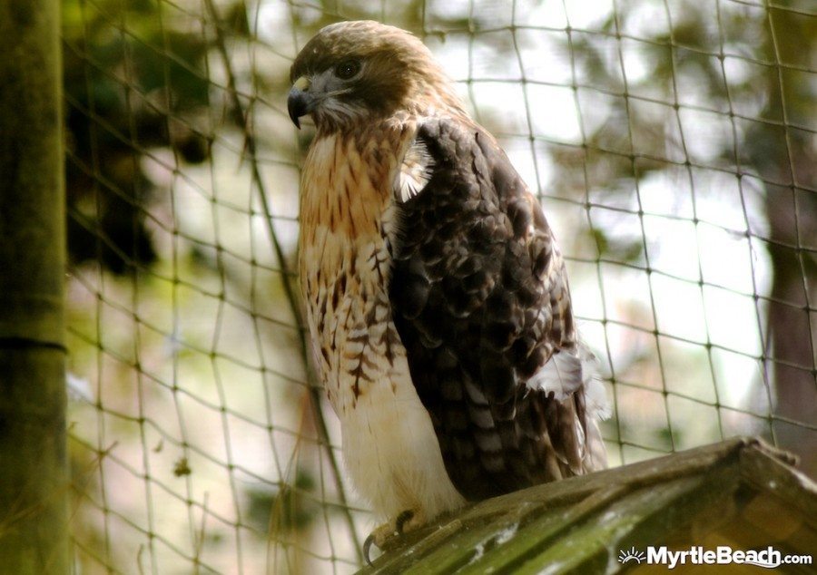 Myrtle Beach Photos - Brookgreen Gardens Lowcountry Zoo - MyrtleBeach.com
