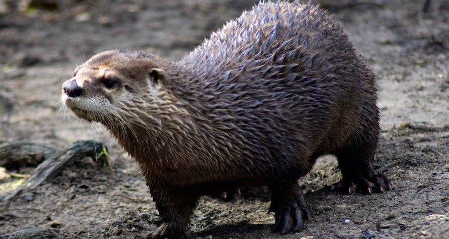 Where to See Live Animals in Myrtle Beach - MyrtleBeach.com