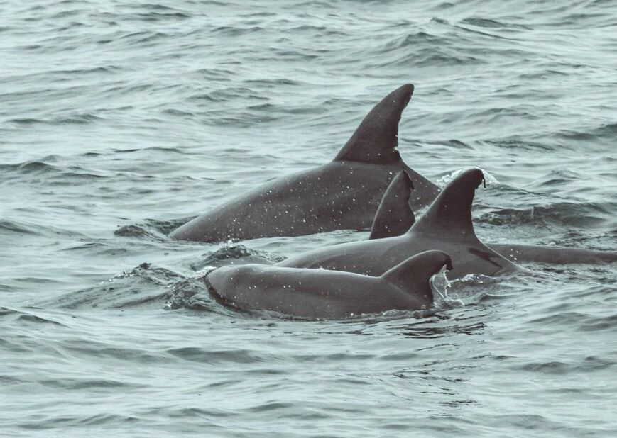 Blue Wave Adventures Dolphin Watch - Attractions - MyrtleBeach.com